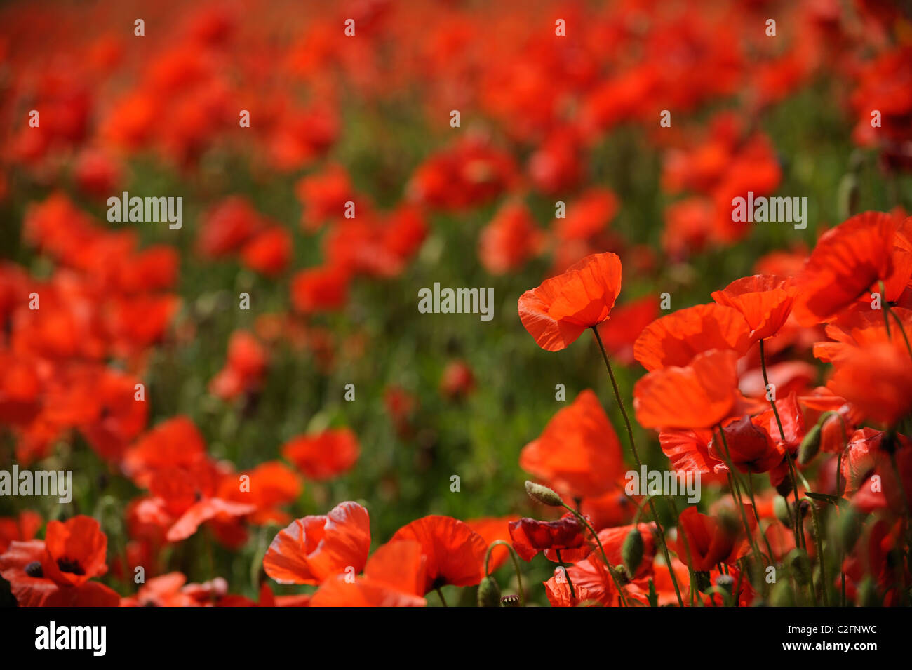 A field of bright red Corn Poppies (Papaver rhoeas) growing wild in a ...