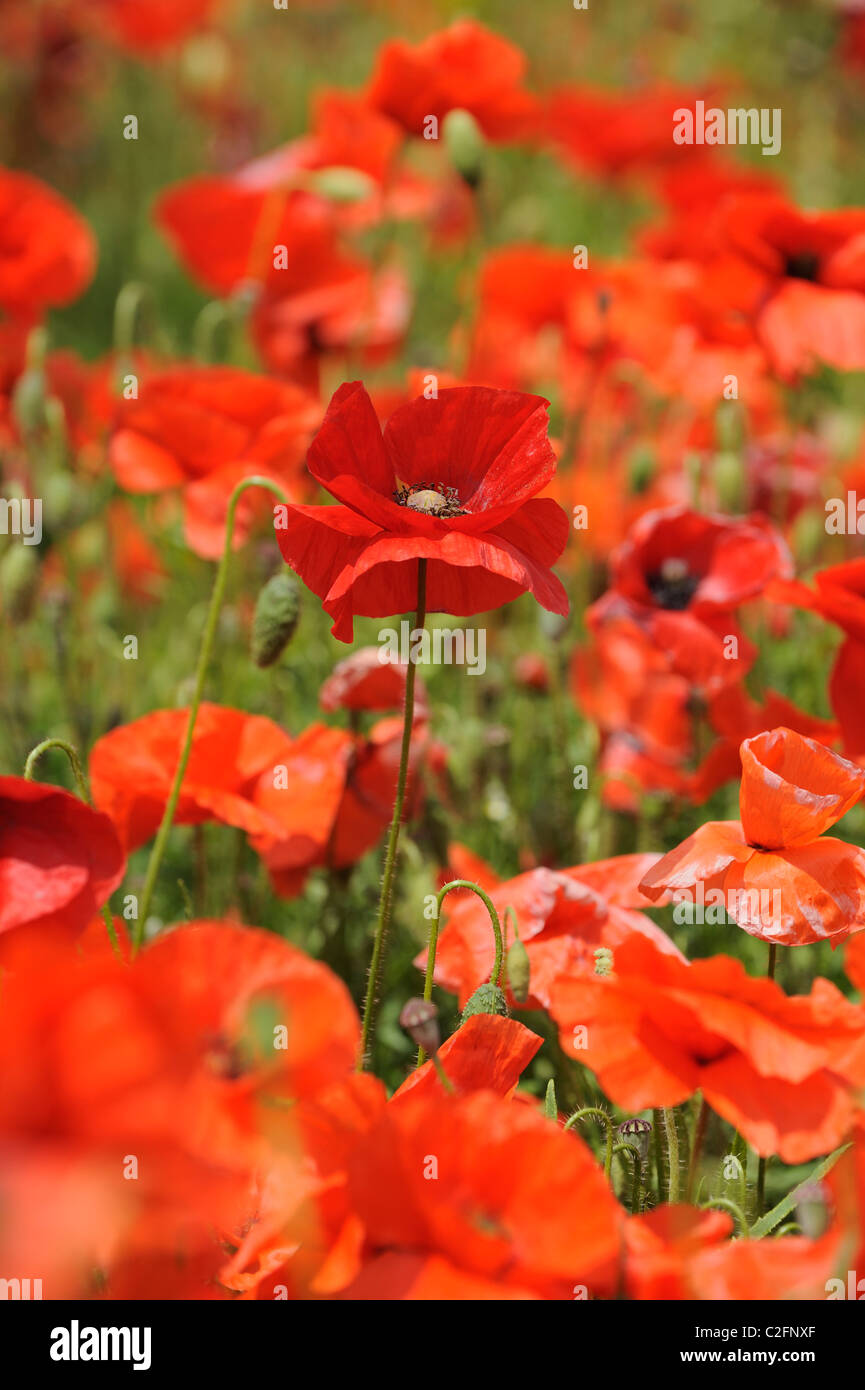 A field of bright red Corn Poppies (Papaver rhoeas) growing wild in a ...
