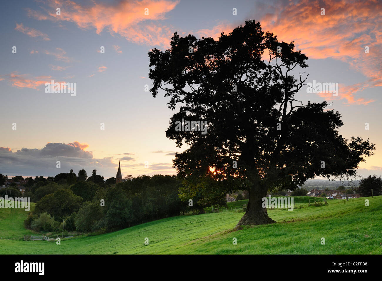 English oak tree hi-res stock photography and images - Alamy