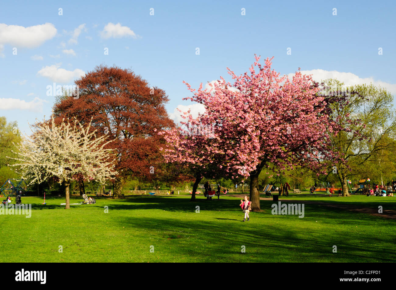 Ornamental Cherry Tree and Children Playing on Lammas Land, Newnham ...