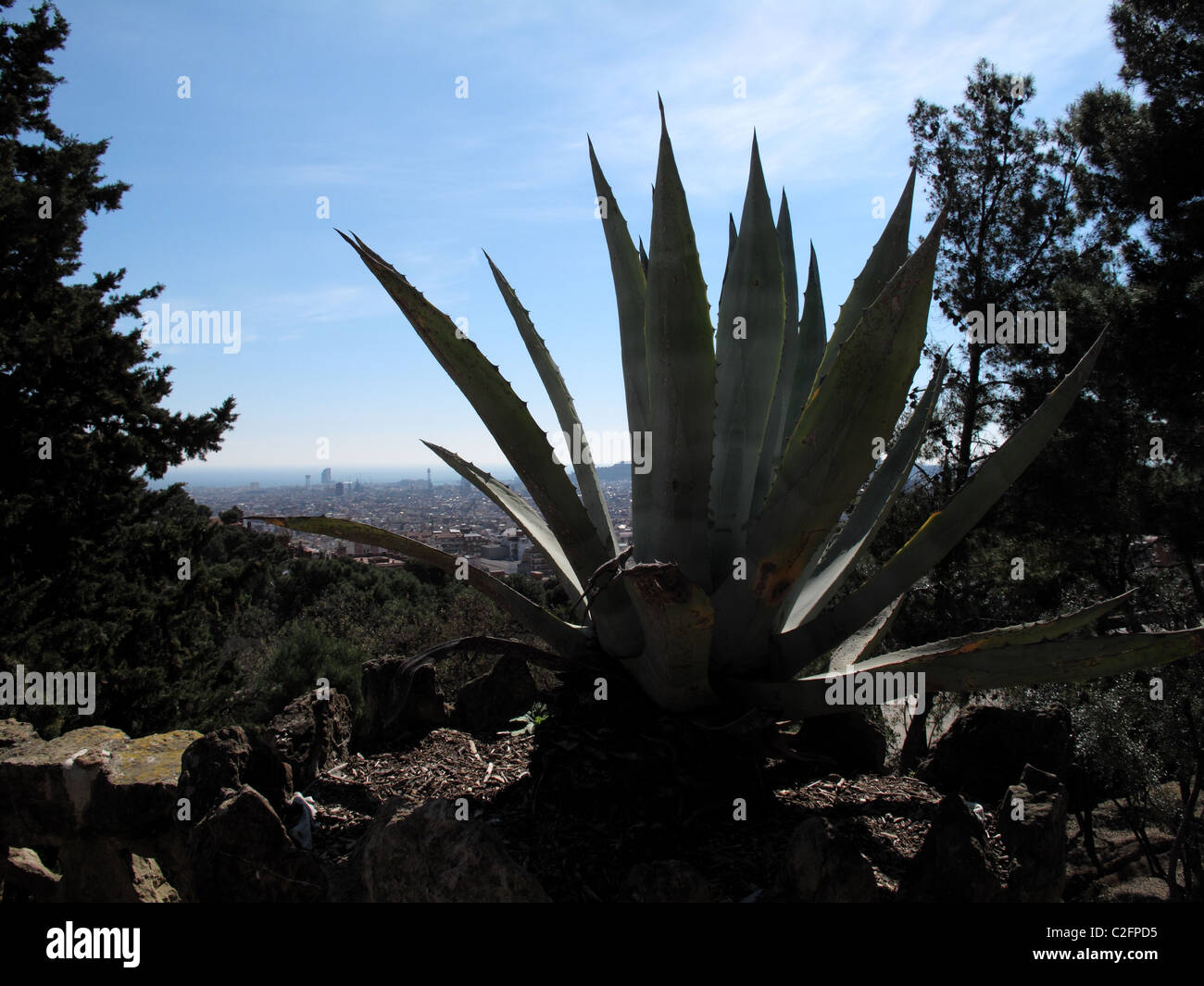 Agave in Barcelona Stock Photo - Alamy