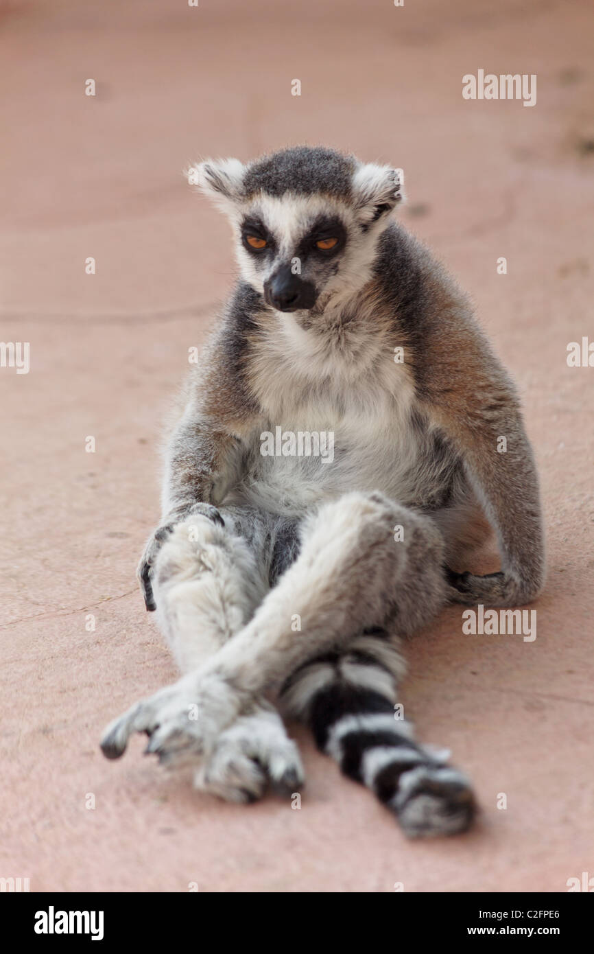 funny sleepy lazy lemur Stock Photo - Alamy