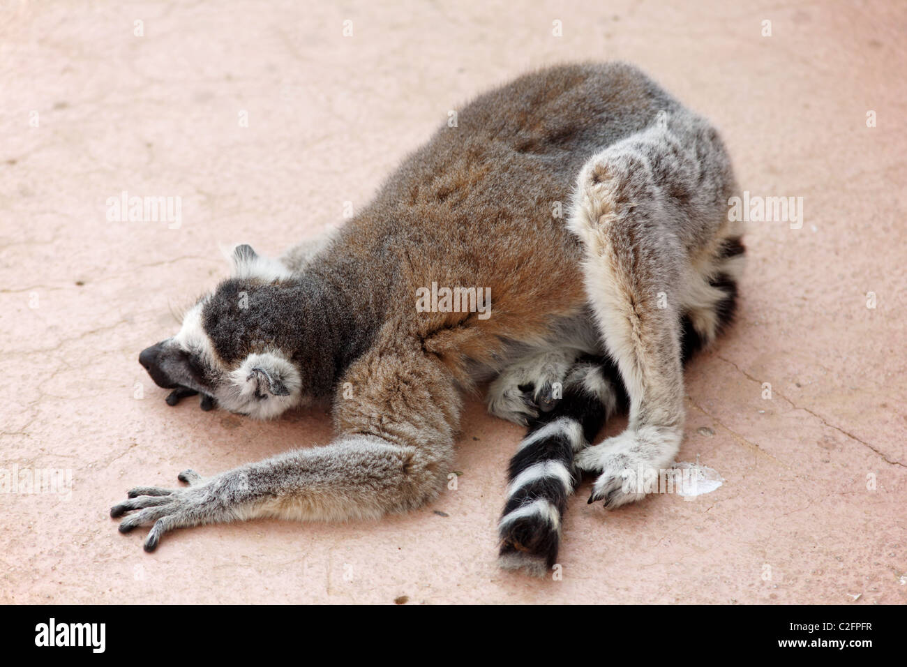 funny sleepy lazy lemur Stock Photo - Alamy