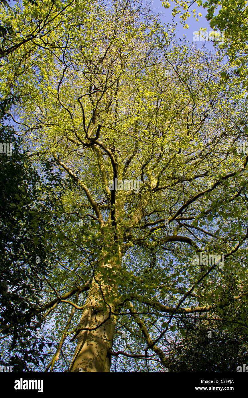 I love looking up at trees in early Spring when the leaves are new and ...