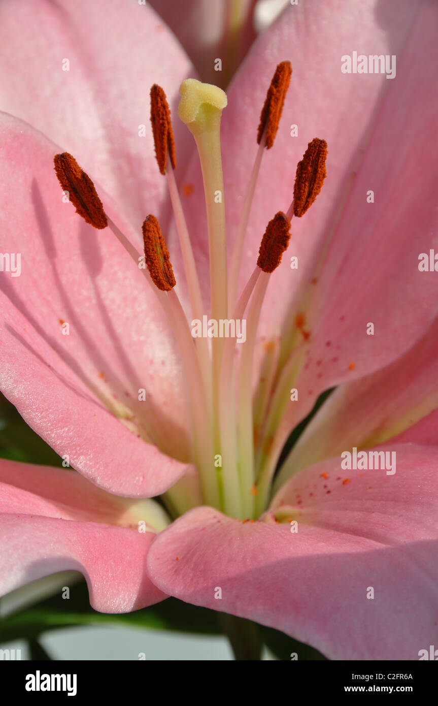 Pink stargazer lilies Stock Photo - Alamy