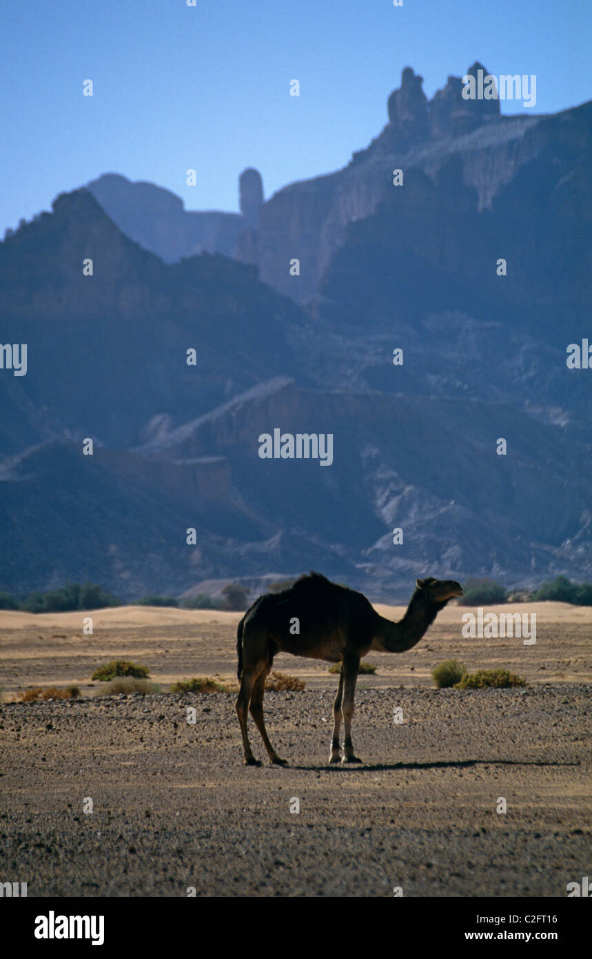 Scenics landscapes geography physical animals insects people hi-res ...