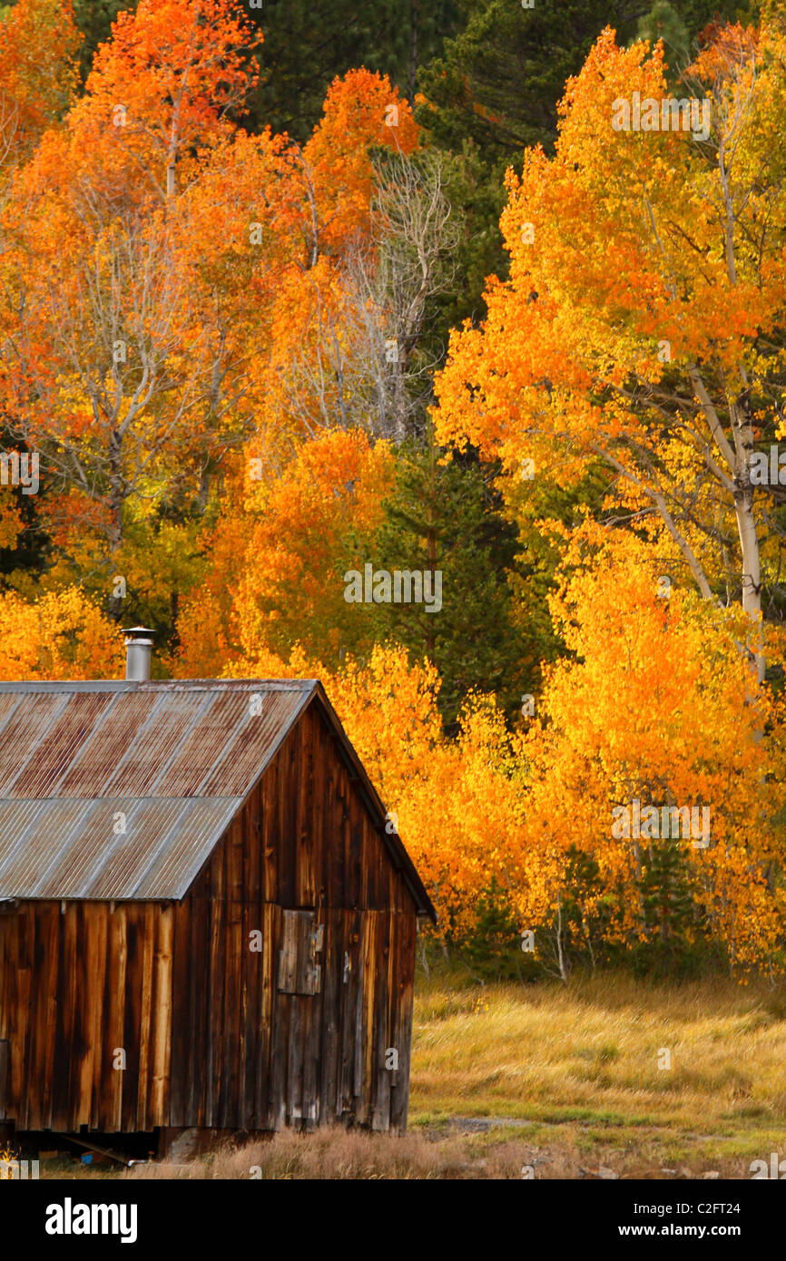 A rustic cabin in autumn in Hope Valley in the Sierra Nevada near Lake ...