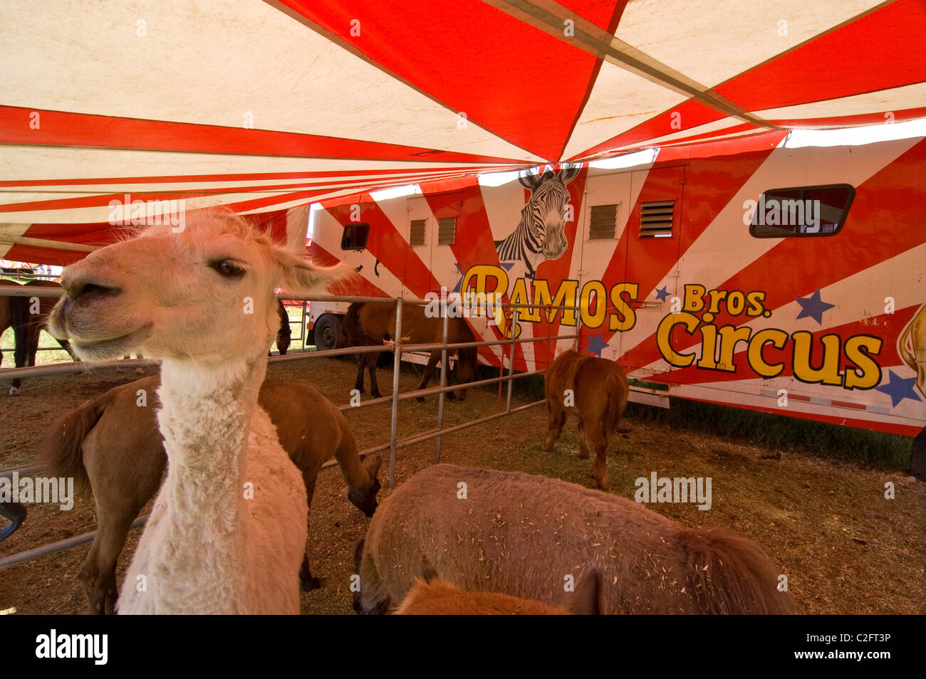 The Ramos Circus tent Stock Photo - Alamy