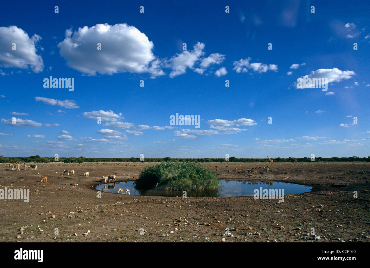 Etosha Namibia Stock Photo - Alamy