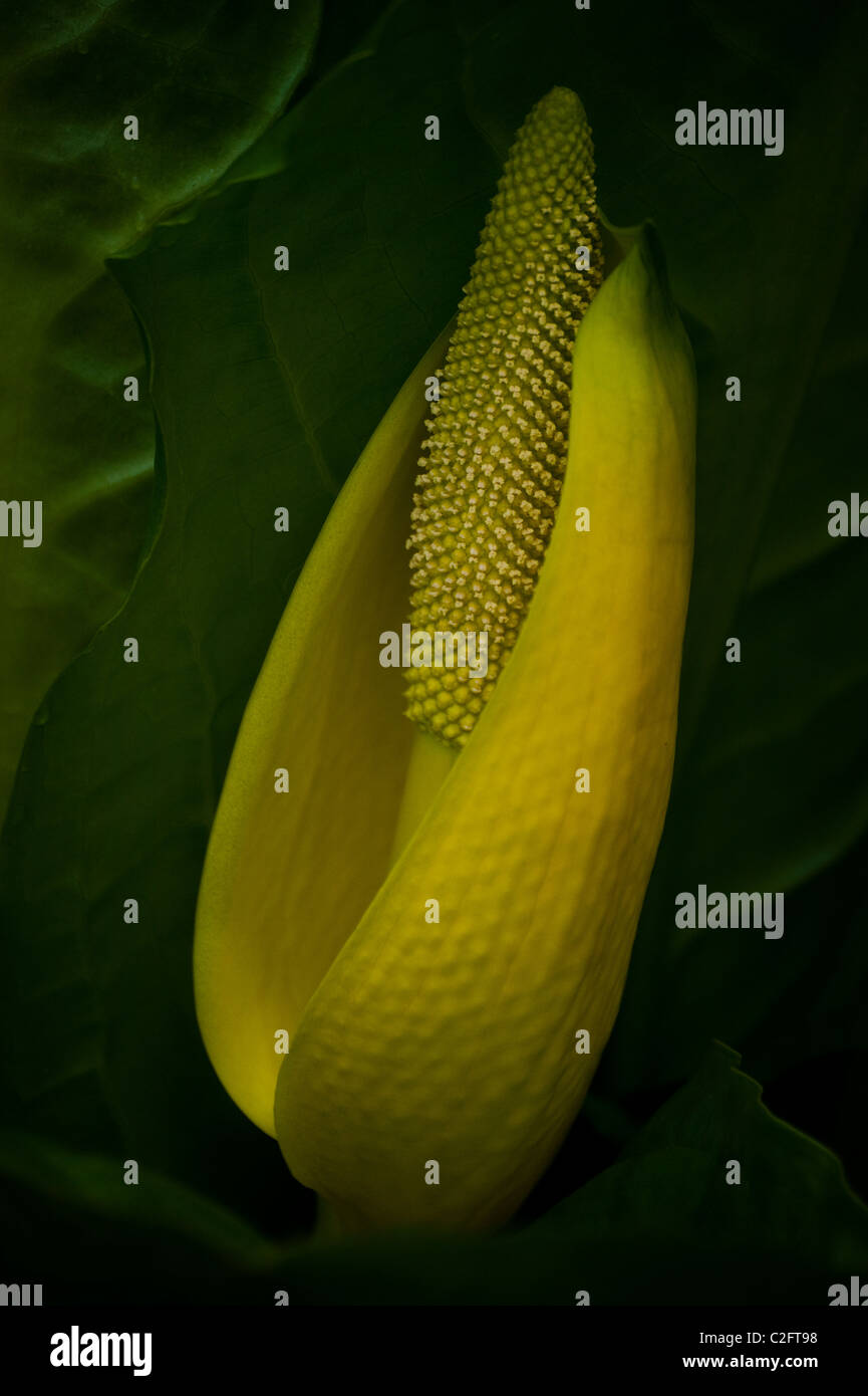 A sure sign of spring is the emergence of the Skunk Cabbage plant in ...