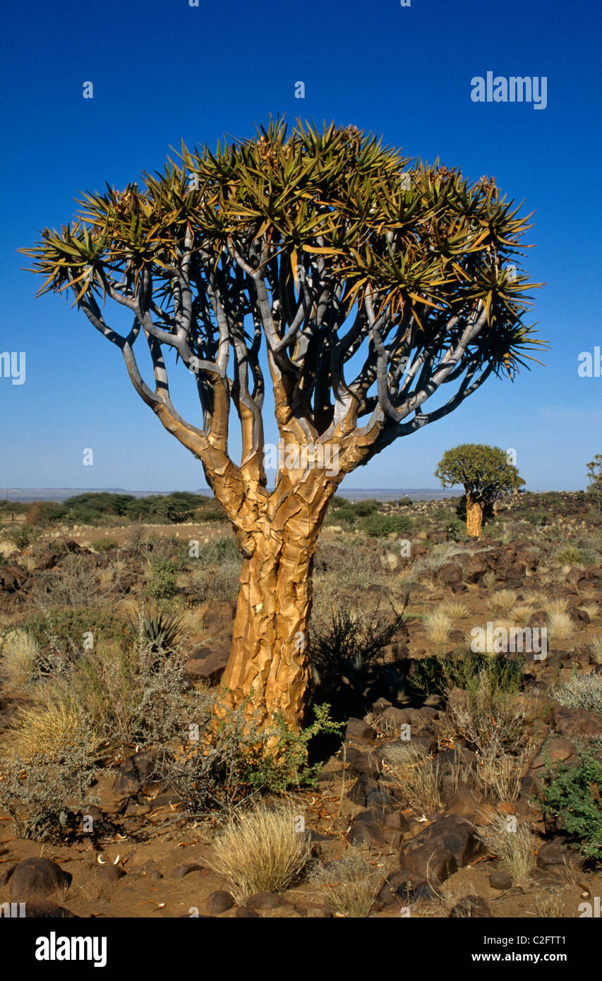 Quiver Tree Namibia Stock Photo - Alamy