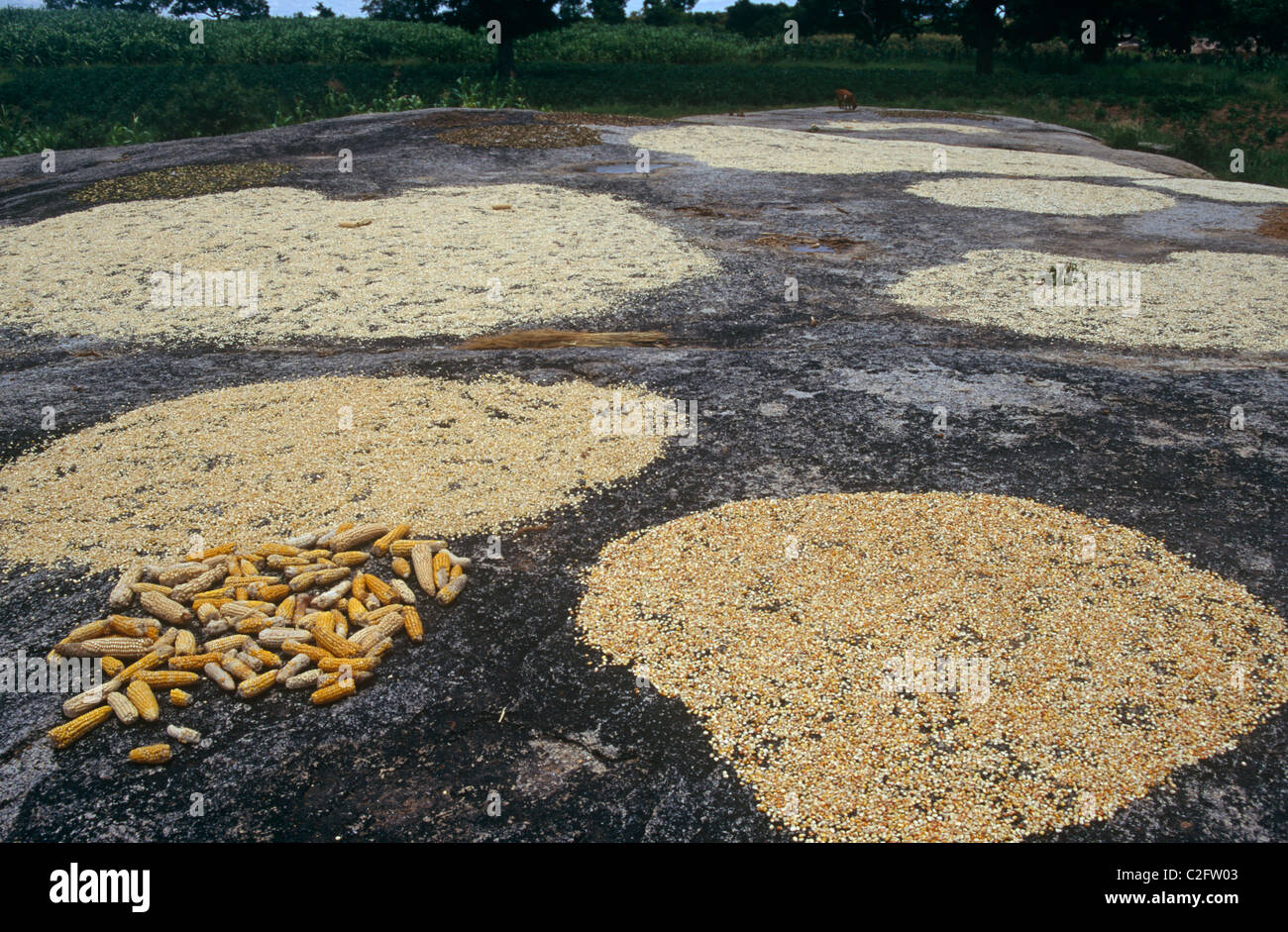 Drying Corn Nigeria Stock Photo - Alamy