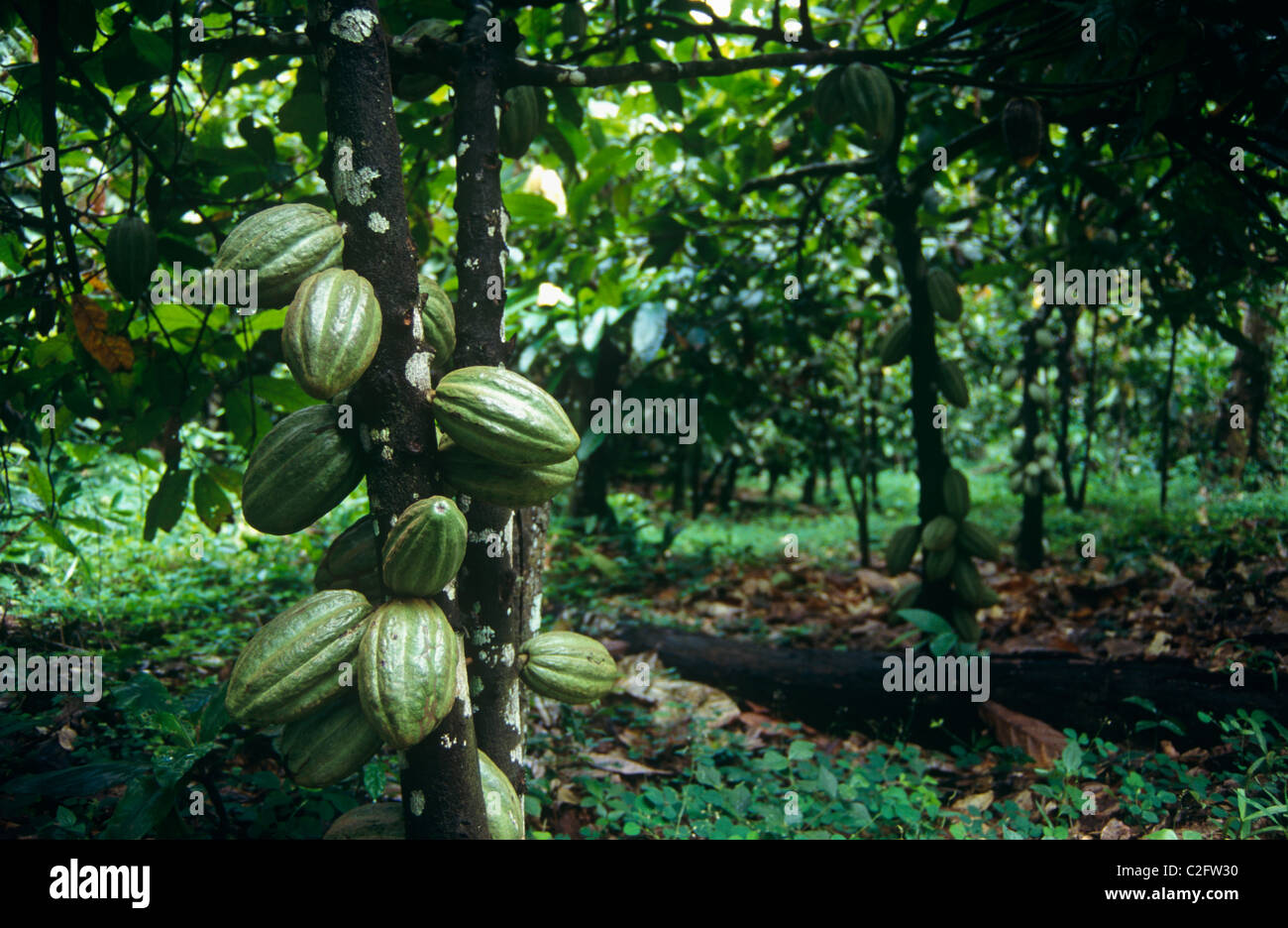 Cocoa Bush High Resolution Stock Photography and Images - Alamy