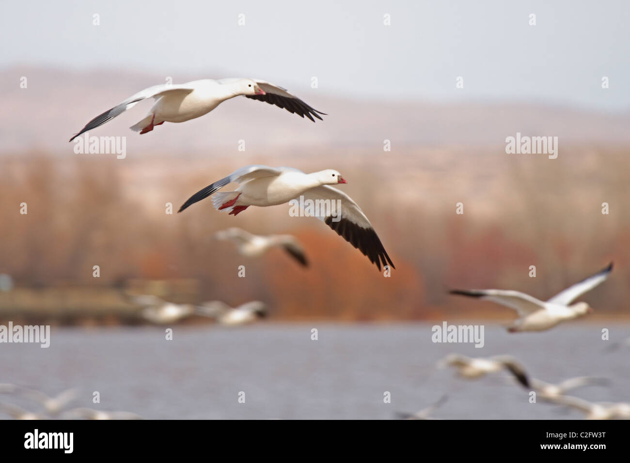 Flying goose geese hi-res stock photography and images - Alamy