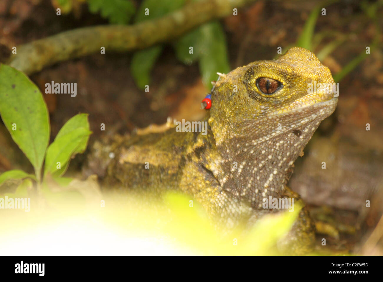 A Tuatara with an ancient gaze Stock Photo - Alamy