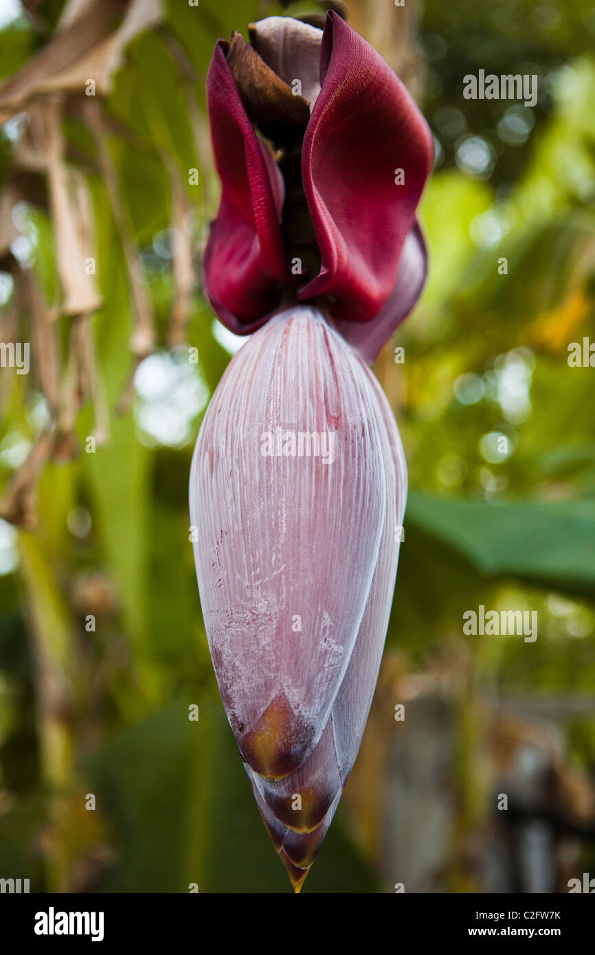 Banana inflorescence hi-res stock photography and images - Alamy