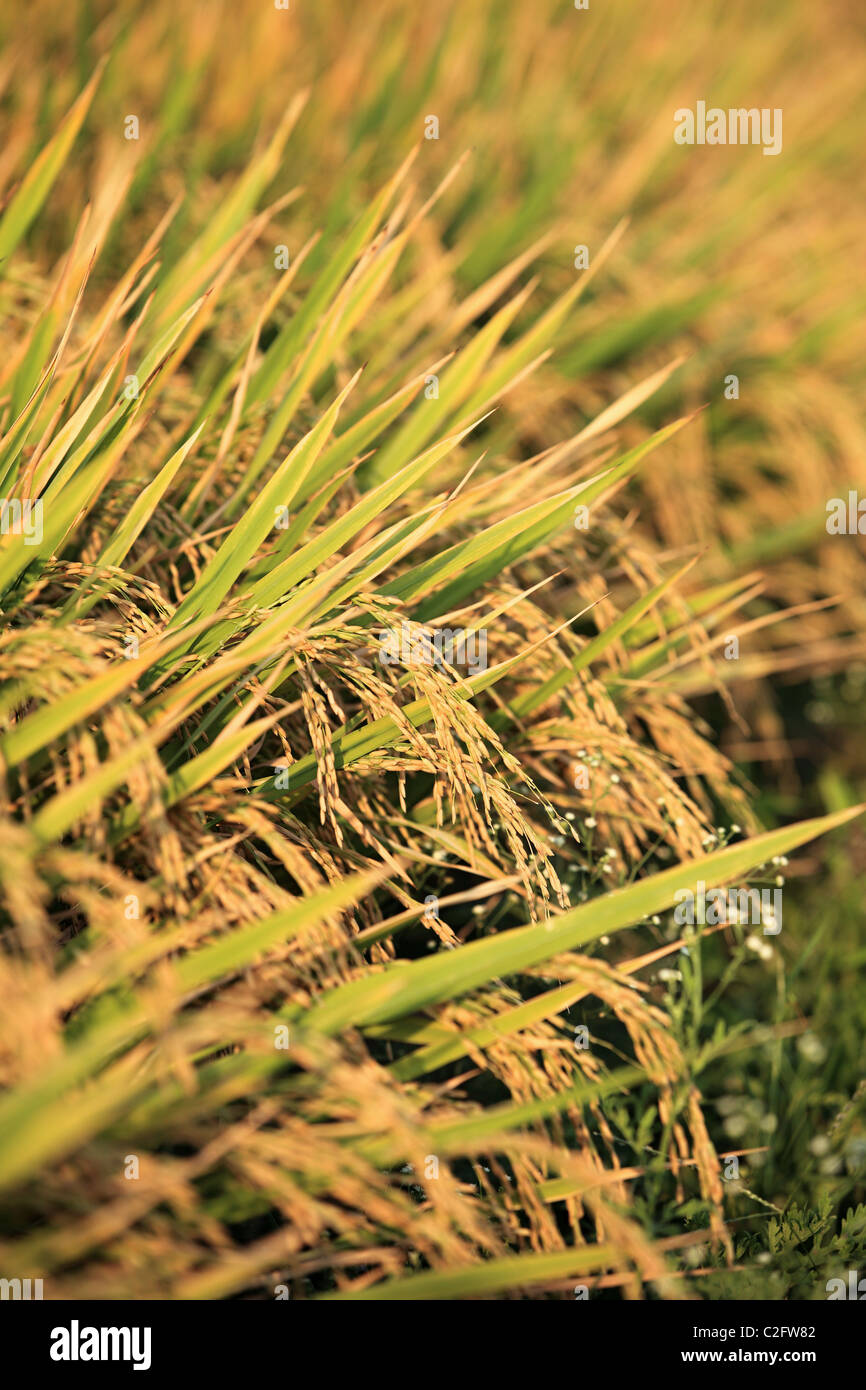 Rice growing in a paddy field Andhra Pradesh South India Stock Photo ...