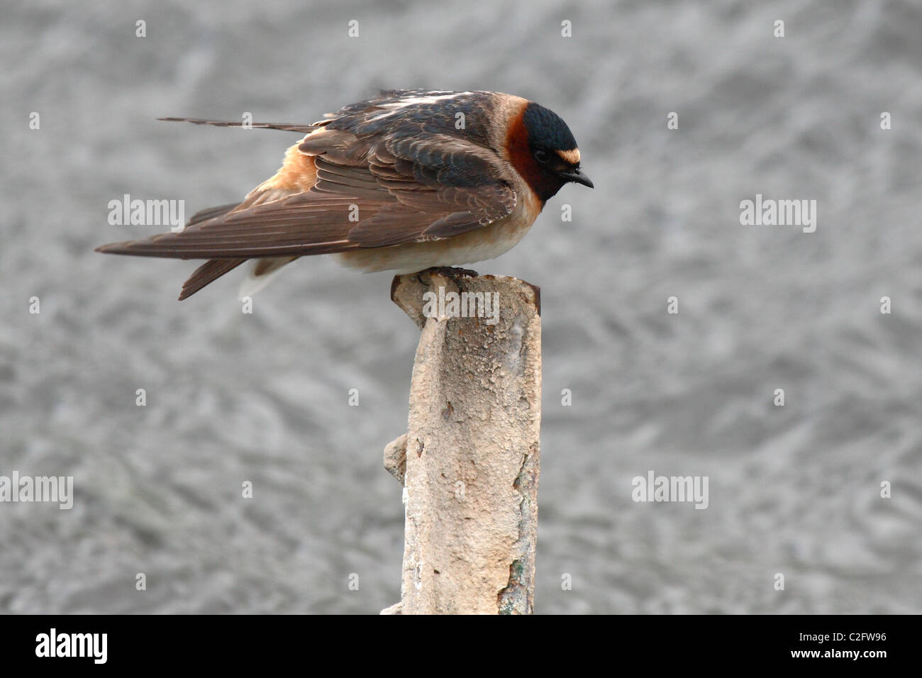 Hunched bird hi-res stock photography and images - Alamy
