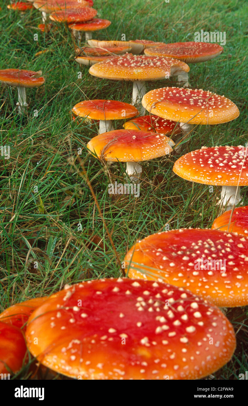 Amanita funghi hi-res stock photography and images - Alamy