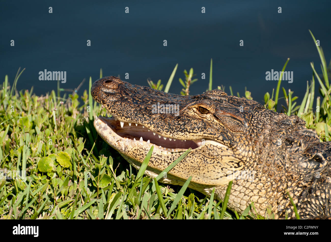 Female american alligator hi-res stock photography and images - Alamy