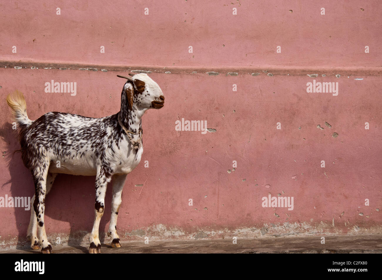Kidd Goat at Monkey Temple in Jaipur, India Stock Photo - Alamy