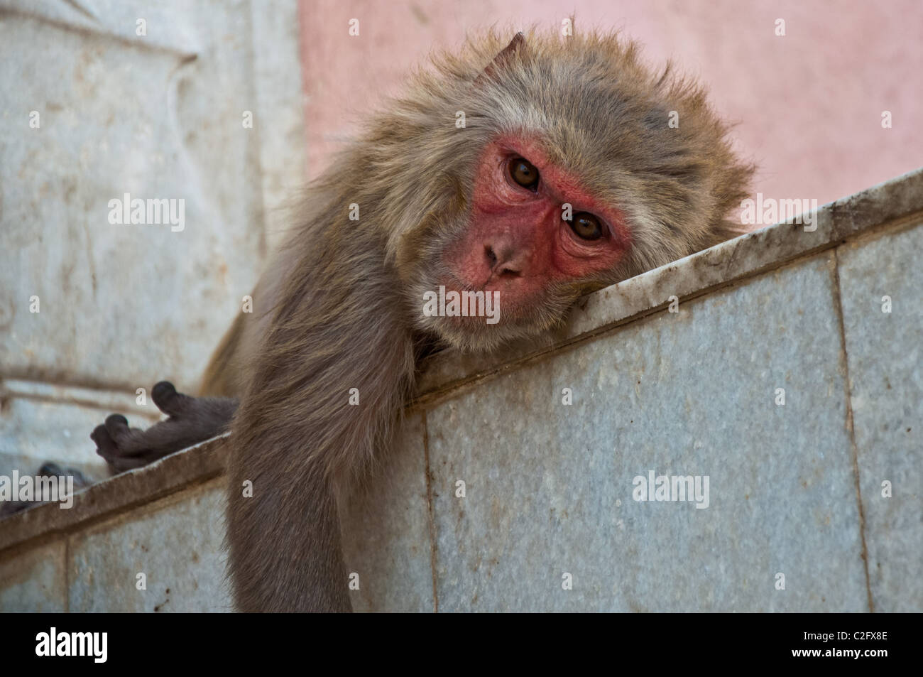 Monkeys at Monkey Temple in Jaipur, India Stock Photo - Alamy