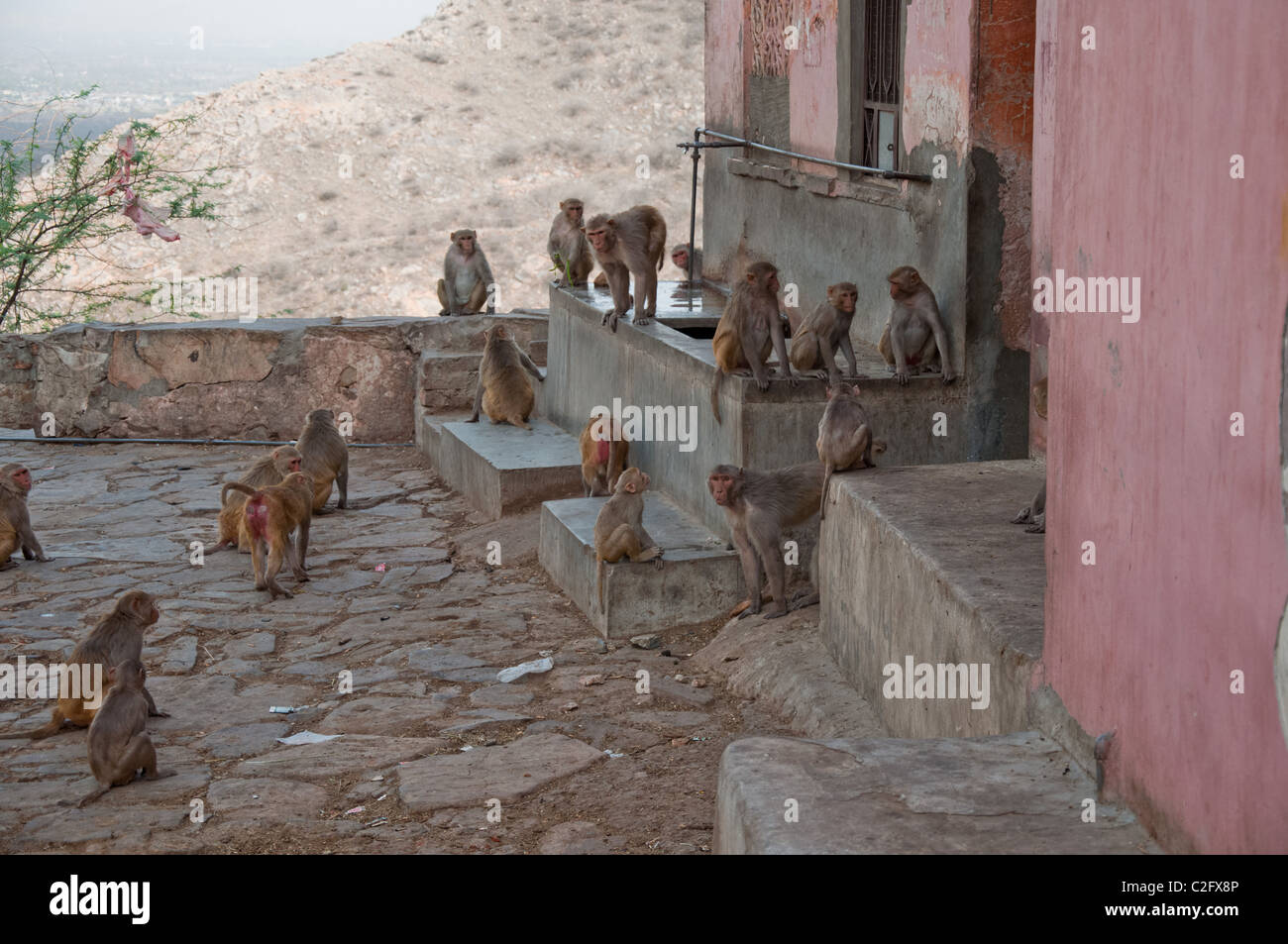Monkeys at Monkey Temple in Jaipur, India Stock Photo - Alamy
