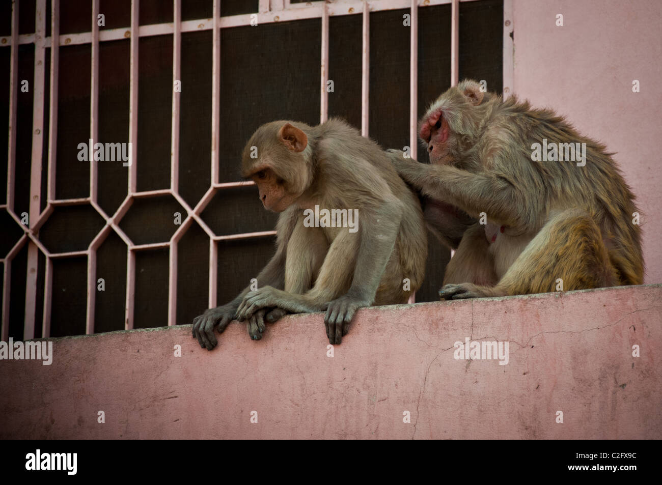 Monkeys at Monkey Temple in Jaipur, India Stock Photo - Alamy