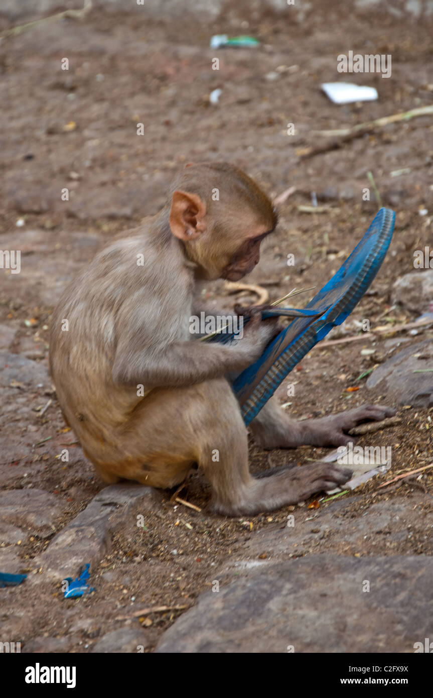 Temple monkeys of india hi-res stock photography and images - Alamy