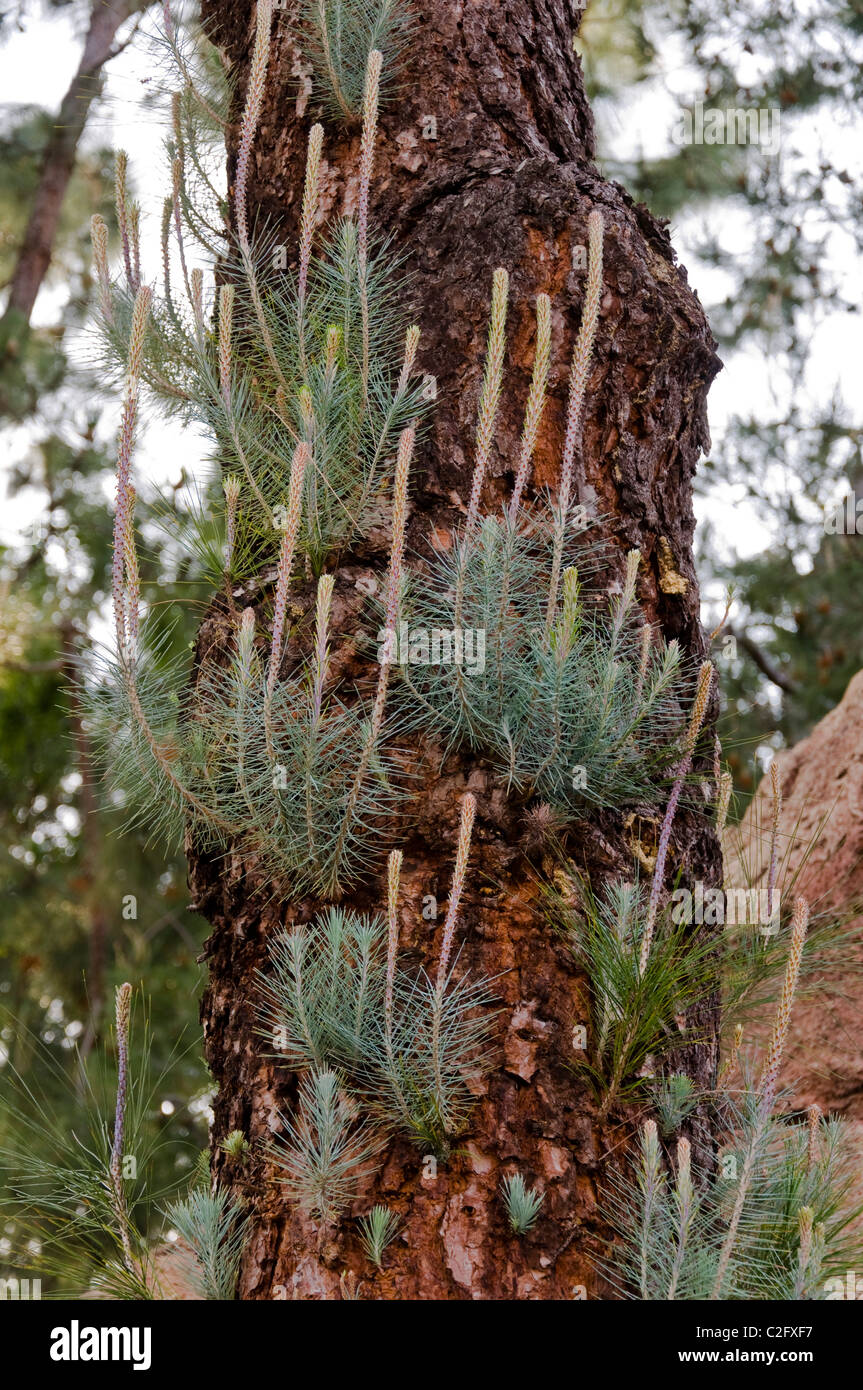 Young pine tree Stock Photo - Alamy