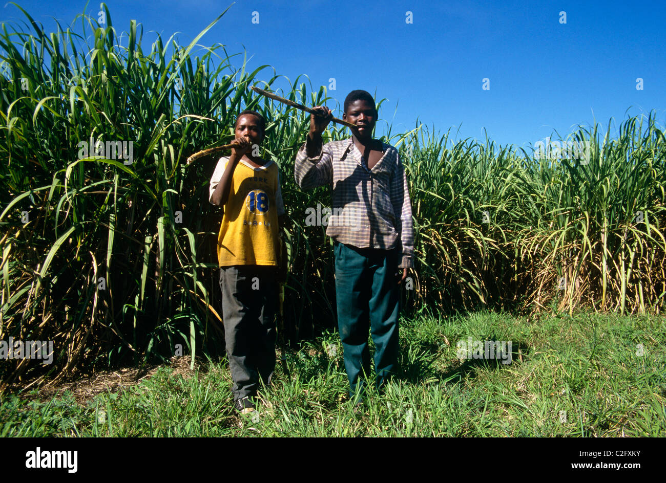 Sugar Cane Fields Swaziland Stock Photo - Alamy