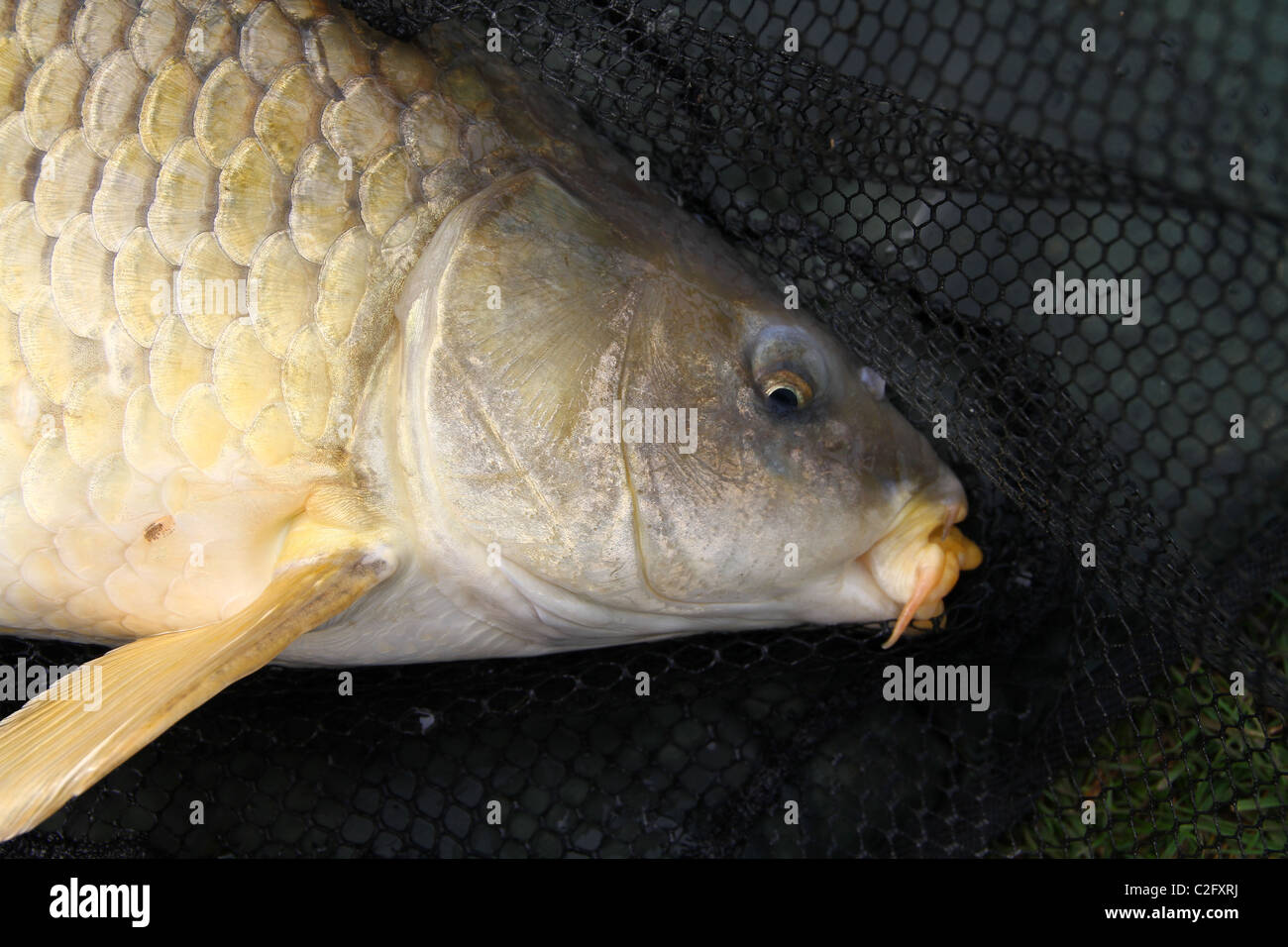 Head of large Common Carp Stock Photo - Alamy