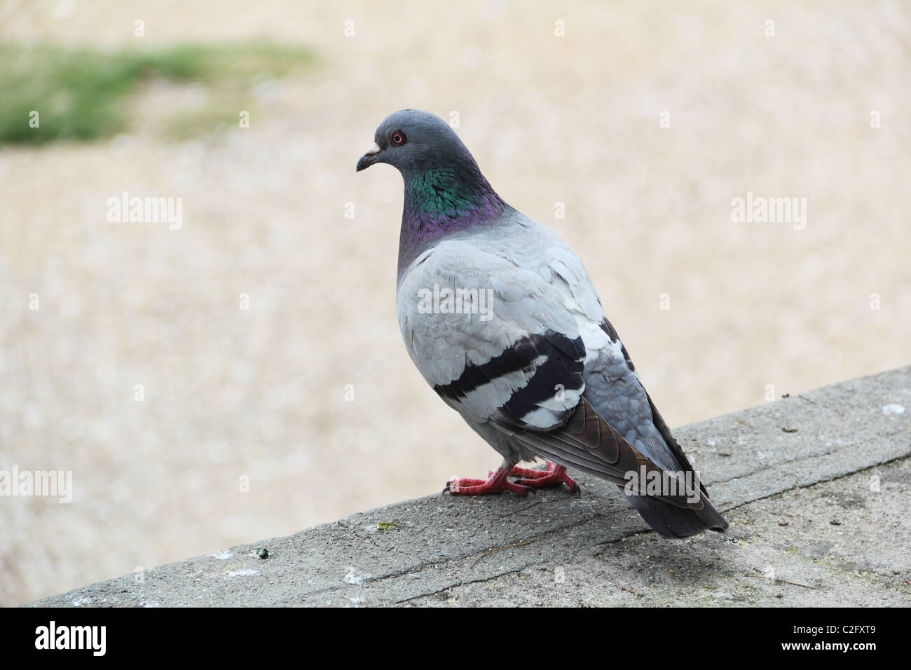 White pigeon side view hi-res stock photography and images - Alamy