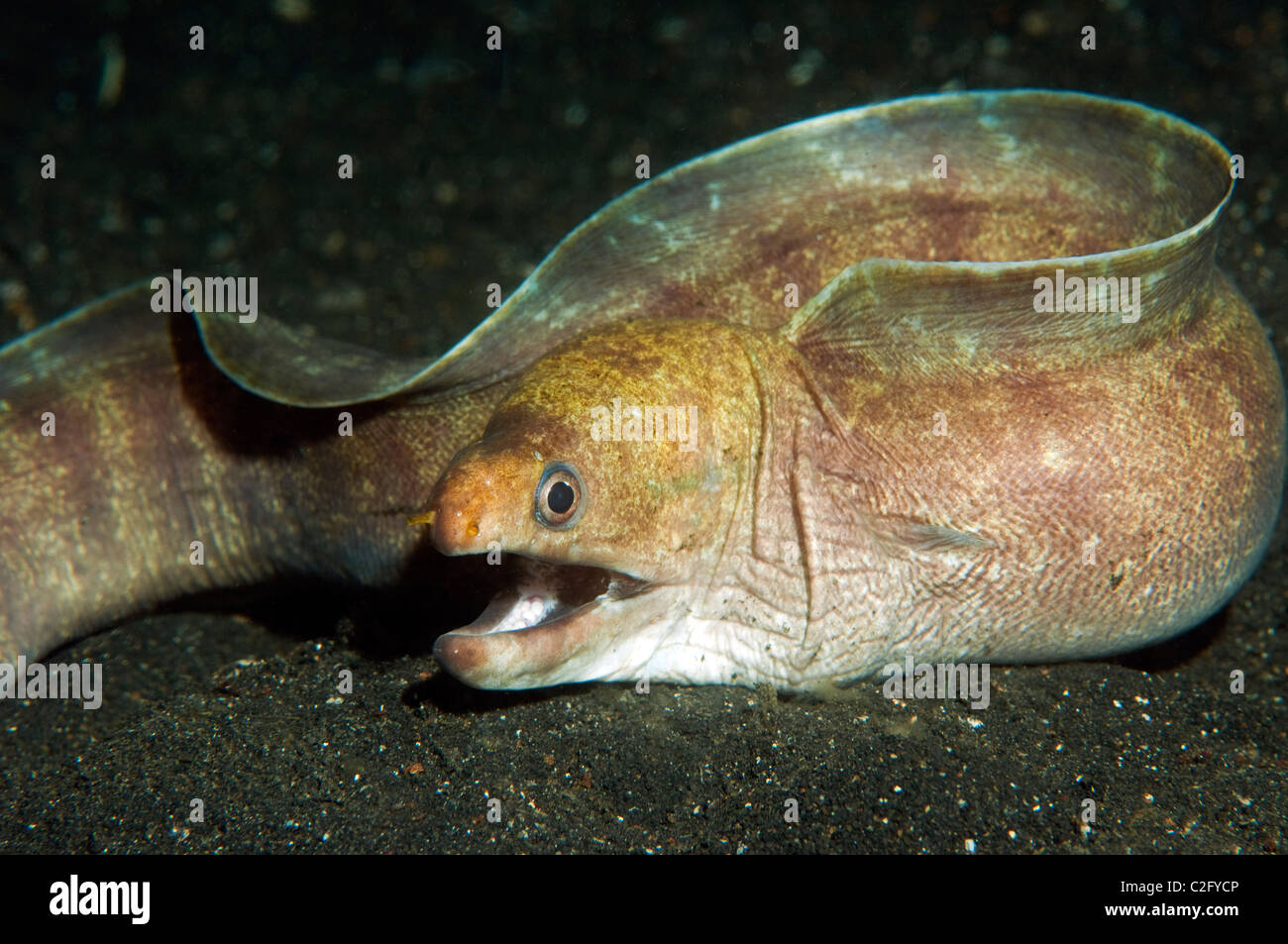 Yellow Headed Moray, Gymnothorax rueppelliae, Sulawesi Indonesia Stock ...