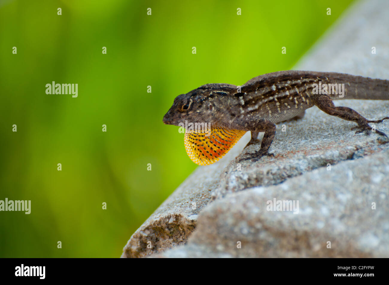 Orange lizard hi-res stock photography and images - Alamy