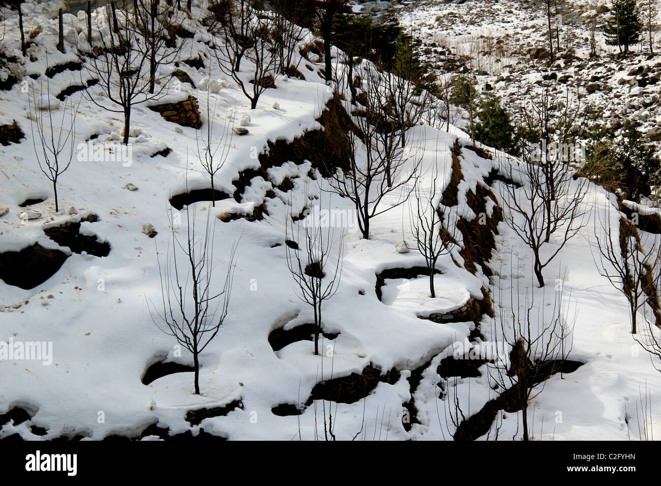 Snow covered hills and pine trees in manali, India Stock Photo - Alamy