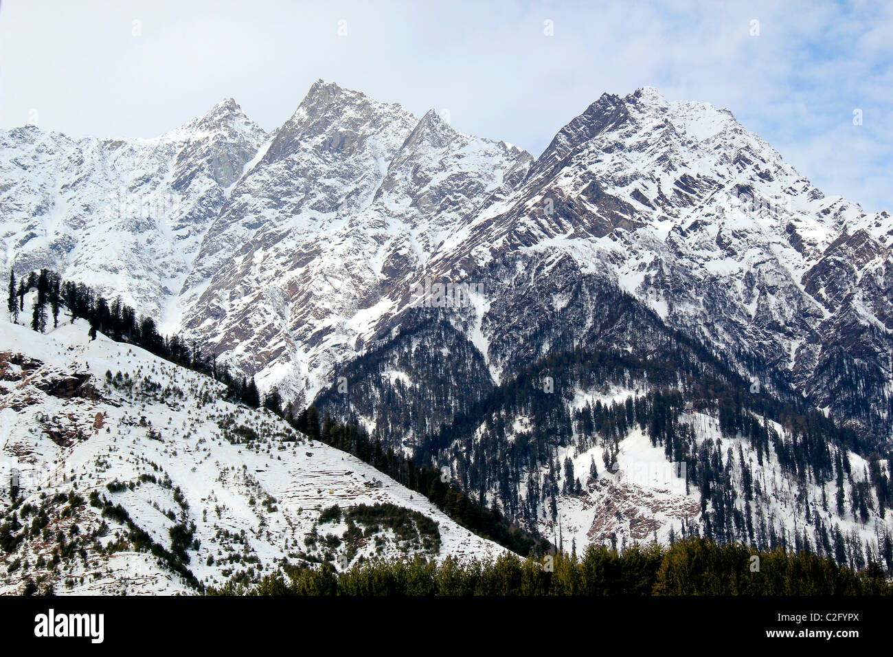Pine Trees And Snow India Landscape Stock Photos & Pine Trees And Snow ...
