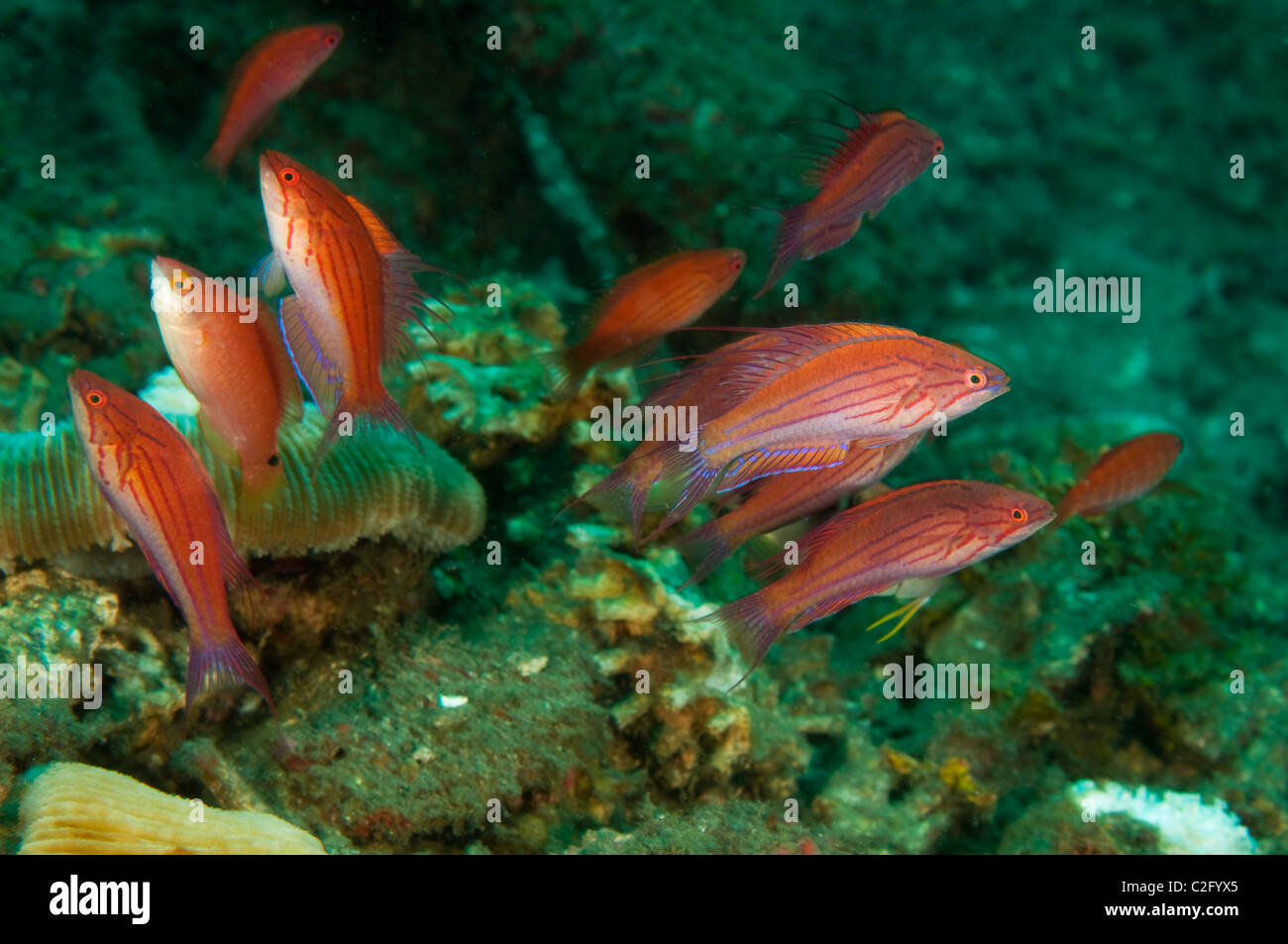 Flasher wrasse male High Resolution Stock Photography and Images - Alamy