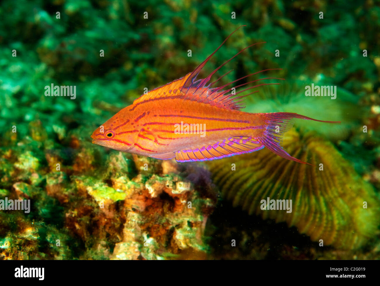 Flasher wrasse male High Resolution Stock Photography and Images - Alamy