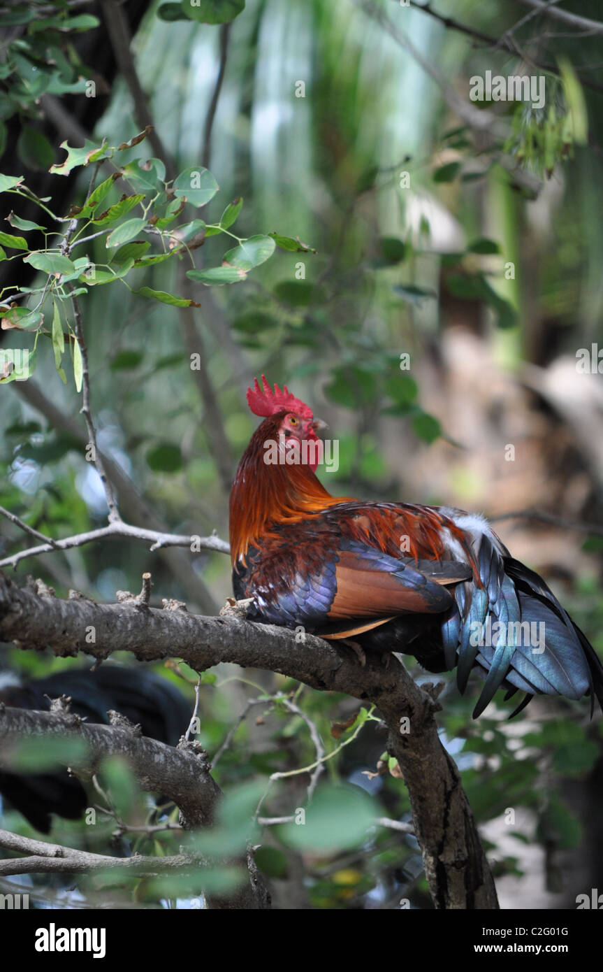 Key West, FL - Rooster Perched in Tree Stock Photo - Alamy