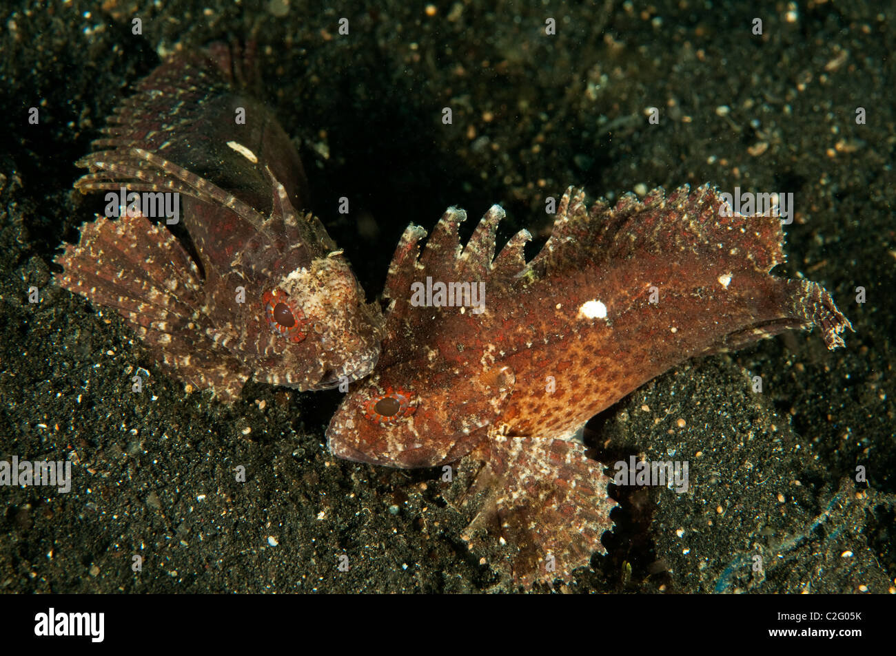 Longspine waspfishes, Paracentropogon longispinus, Sulawesi Indonesia ...