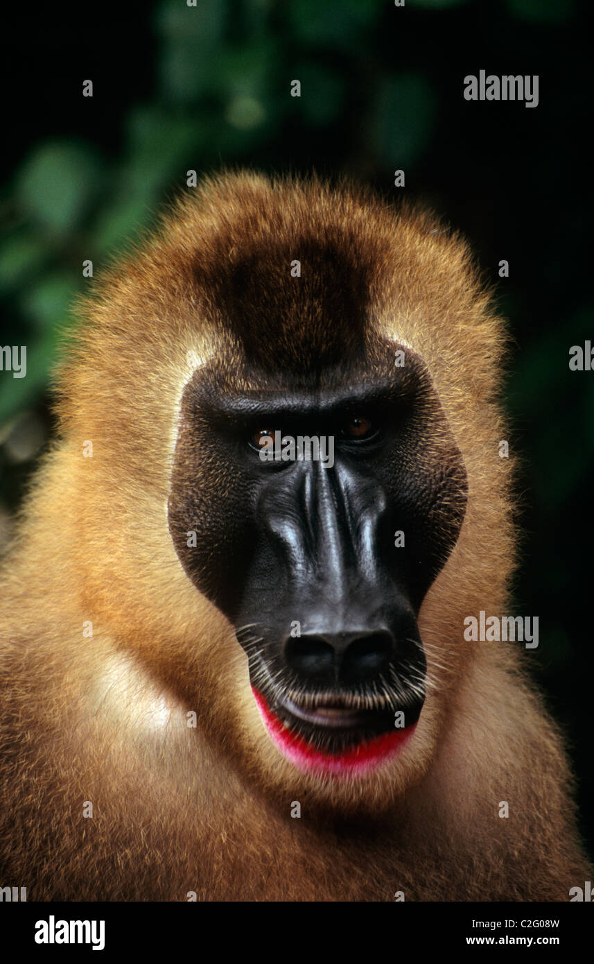 Drill Monkey Nigeria Stock Photo - Alamy