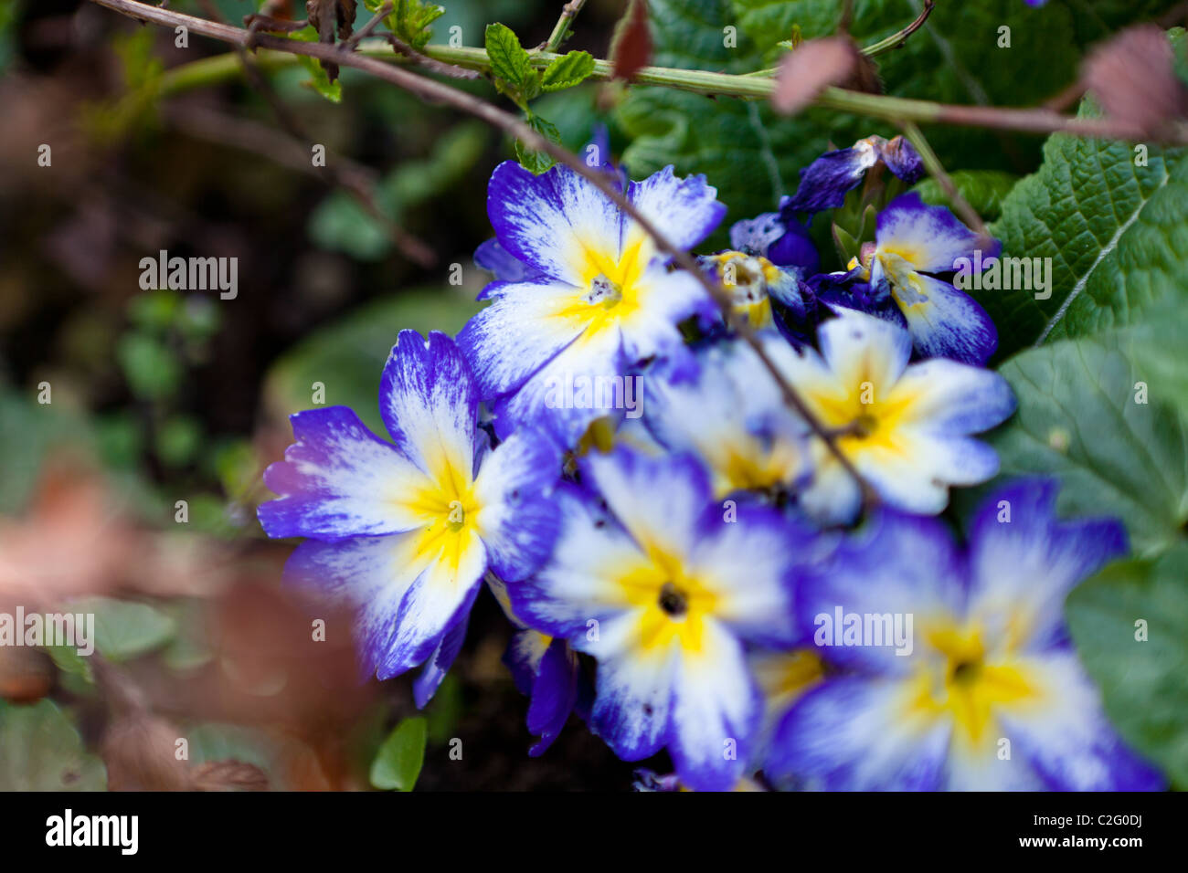 blue Wild Primrose Stock Photo - Alamy