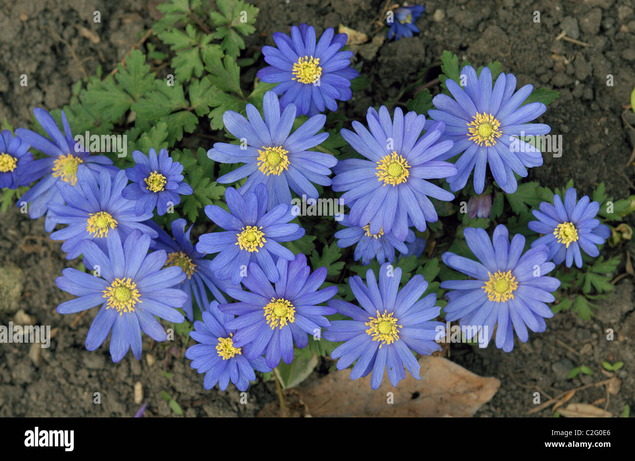 Anemone blanda spring flowers hi-res stock photography and images - Alamy