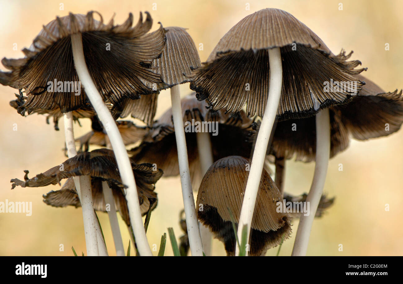 Common ink cap mushrooms - Coprinopsis atramentaria Stock Photo - Alamy