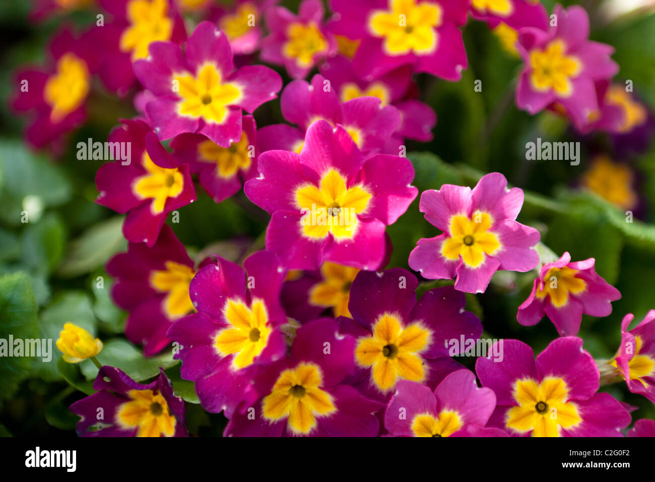 purple Wild Primrose Stock Photo - Alamy