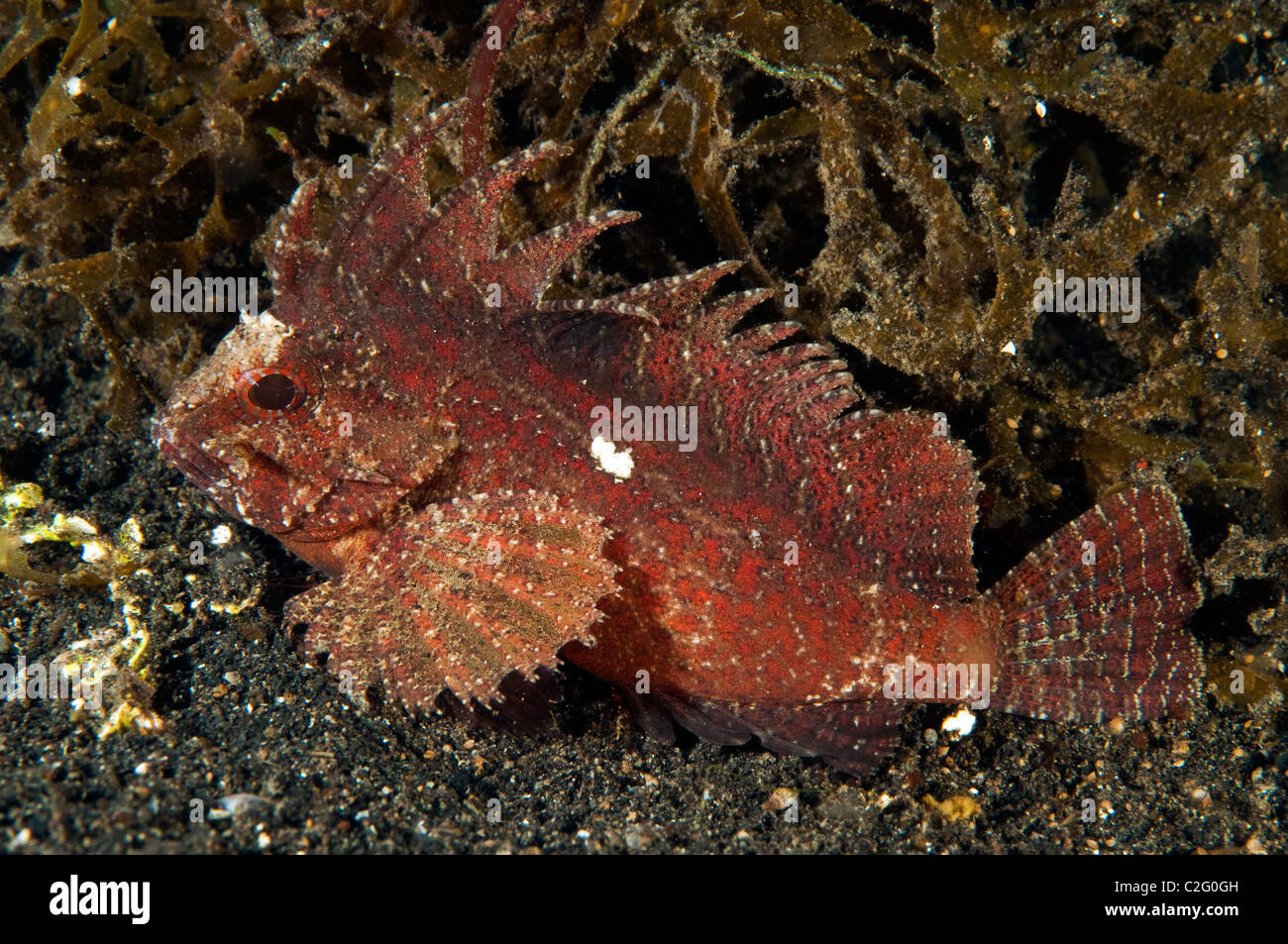 Longspine waspfish hi-res stock photography and images - Alamy