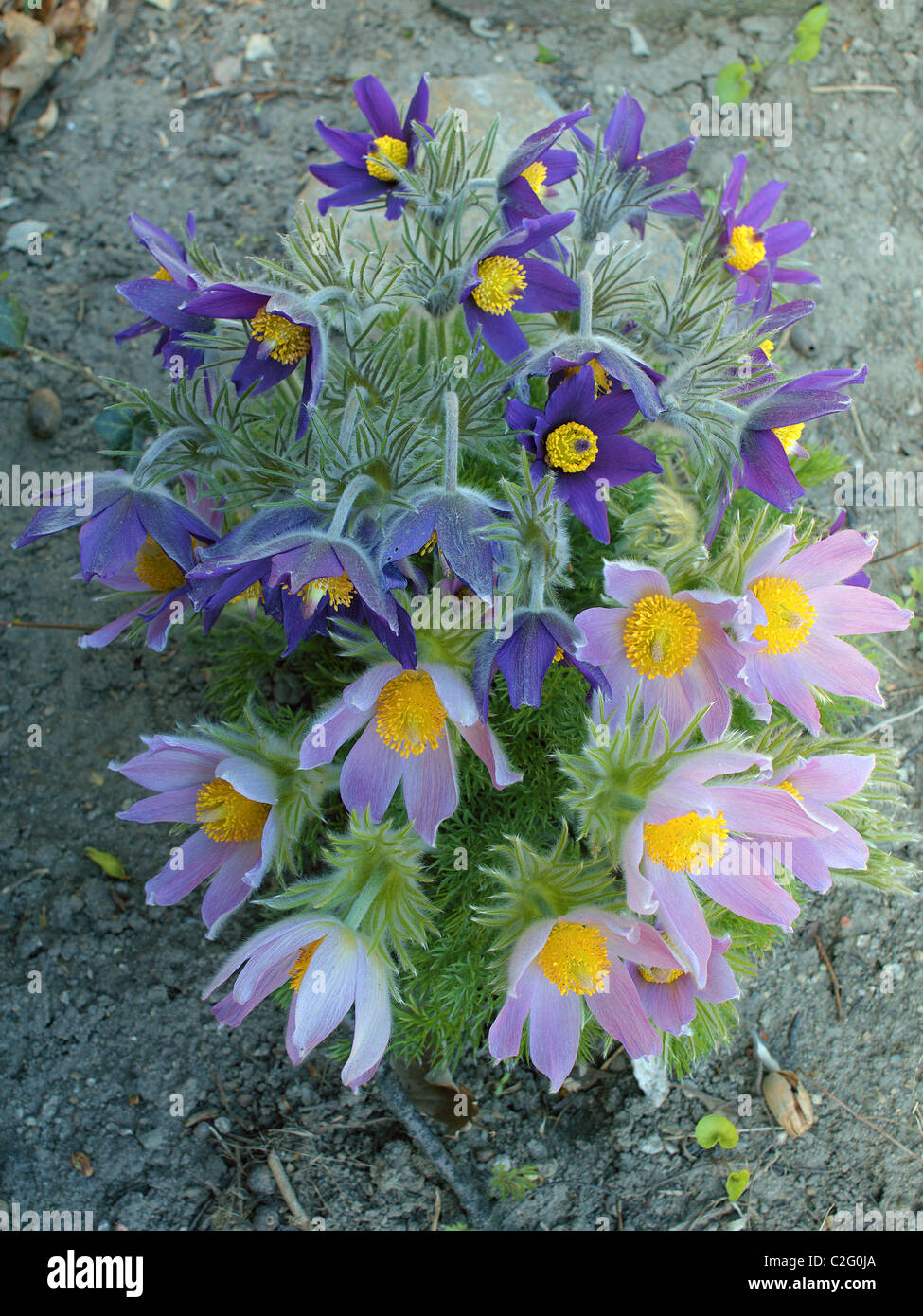 Pink and blue pasque flowers at full bloom Pulsatilla vulgaris Stock ...