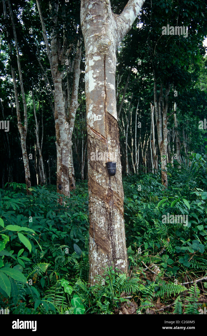 Transplanted tree hi-res stock photography and images - Alamy