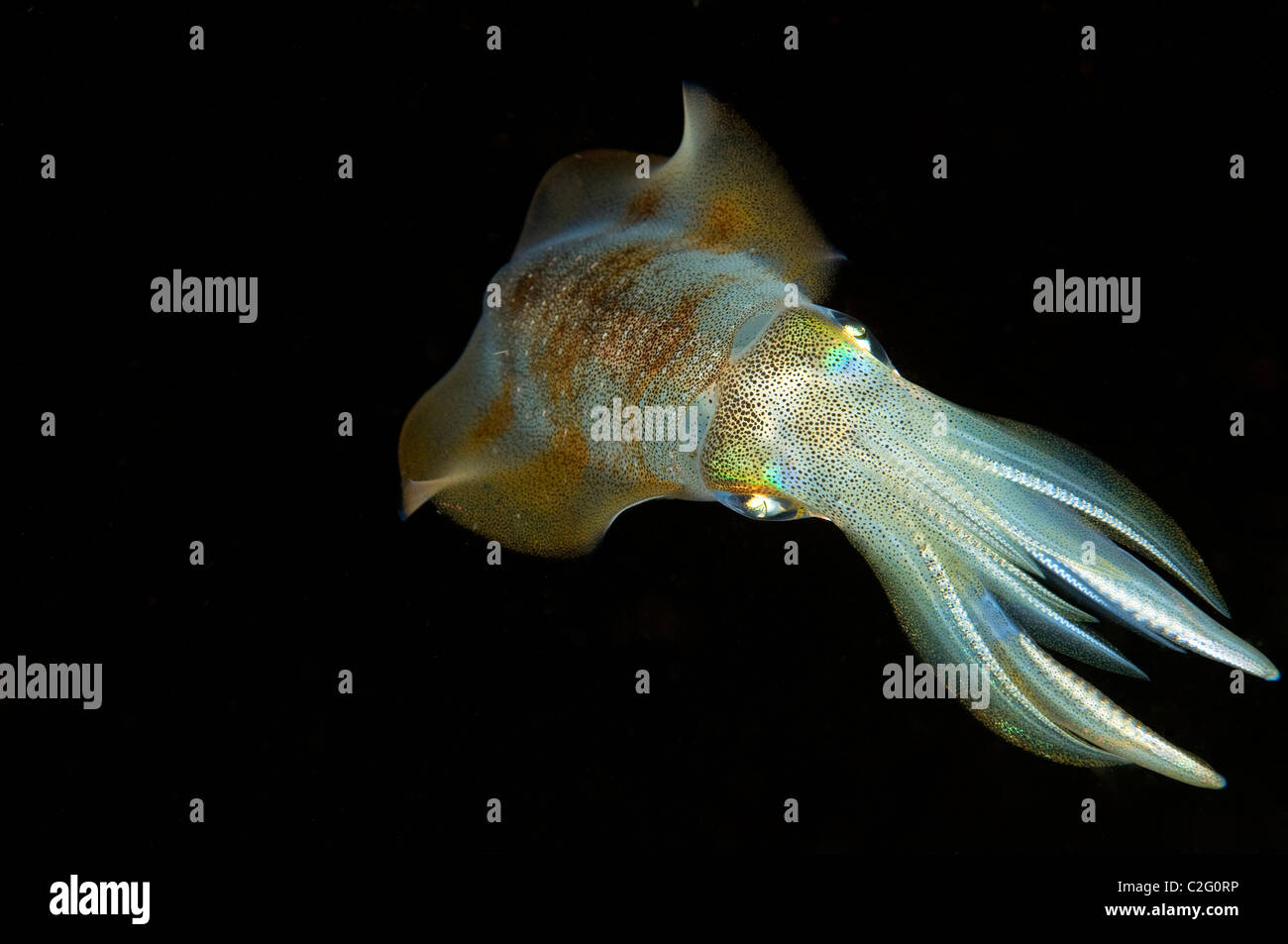 Bigfin reef squid, Sepioteuthis lessoniana, Sulawesi Indonesia Stock ...